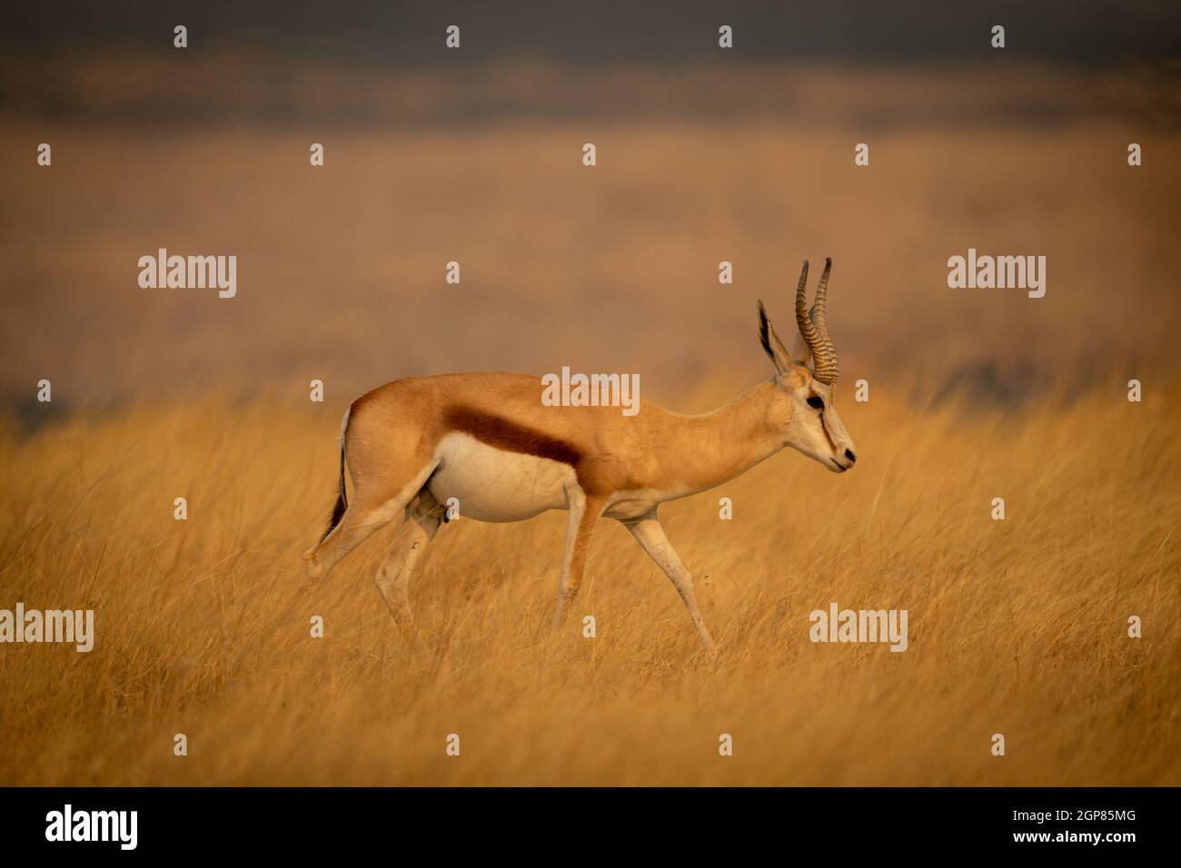Springbok walks through long grass in profile Stock Photo - Alamy