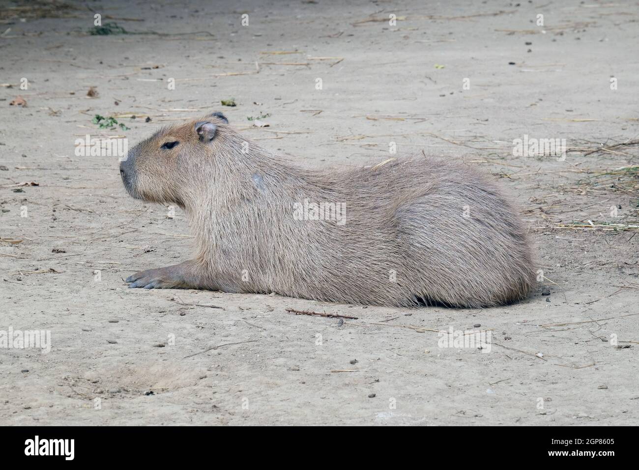 Capybara - Kapibara (Hydrochoerus hydrochaeris), the largest living ...