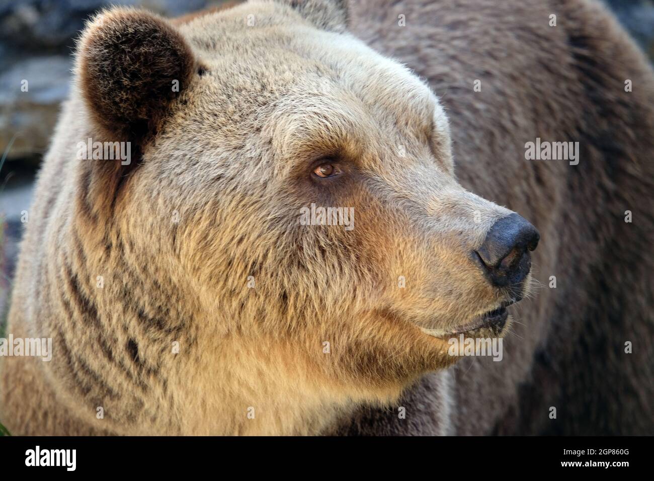 Sad grizzly bear hi-res stock photography and images - Alamy