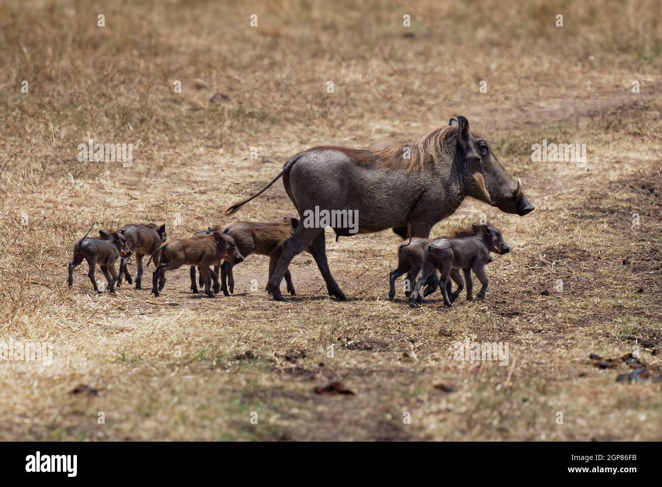 Pig family hi-res stock photography and images - Alamy