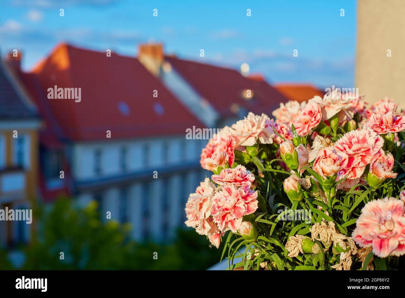 Front garden on the veranda. Flowers in pots with a city on the ...