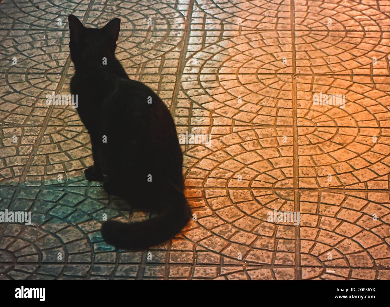 Black cat long tail back view animal alone sitting on street at night ...