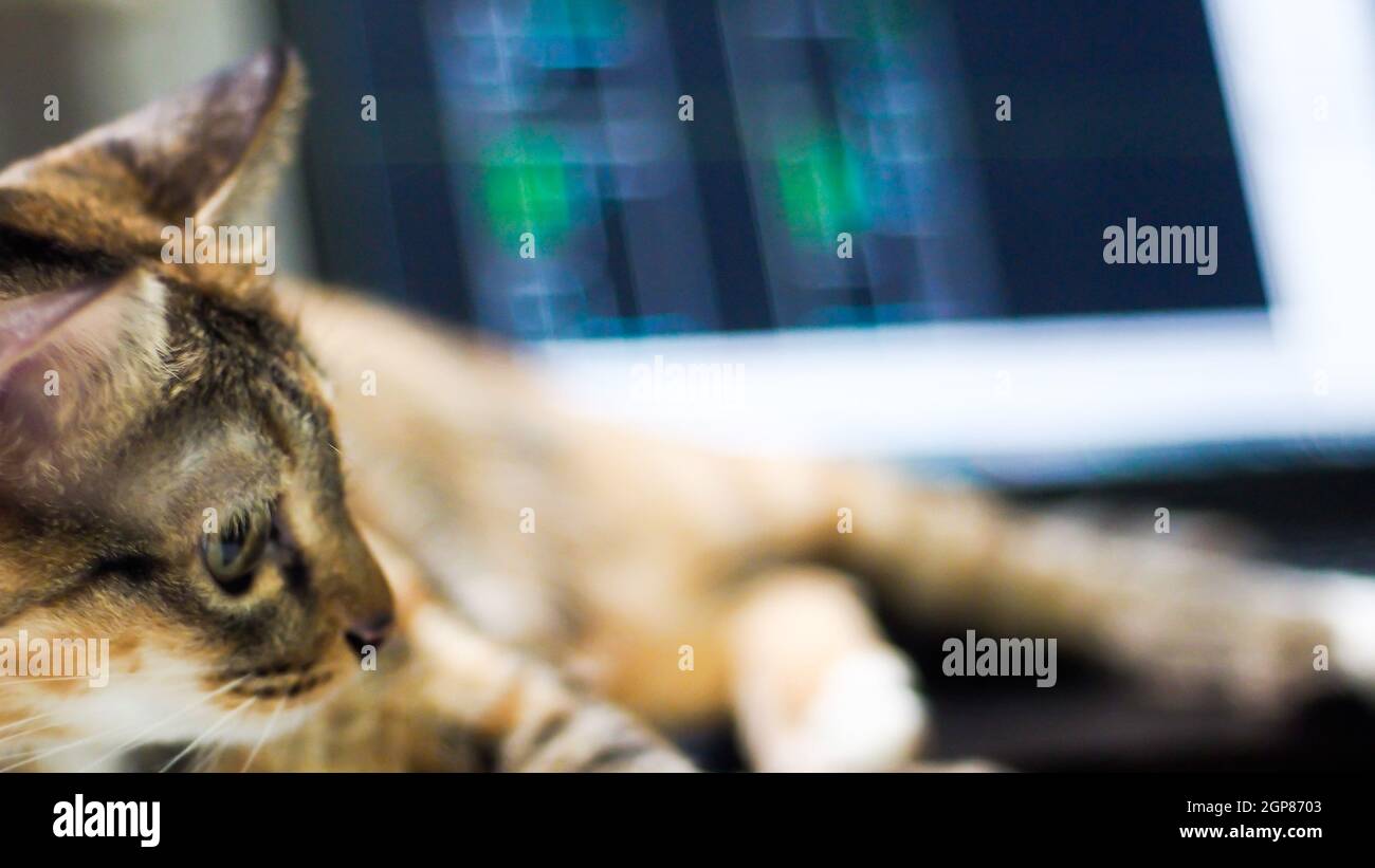 Cute cat dozing on man's hand. Furry pet cuddling up to it's owner and ...