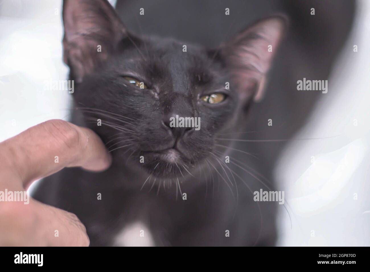 close up fingers hand touch serious black Cat with happiness face and ...