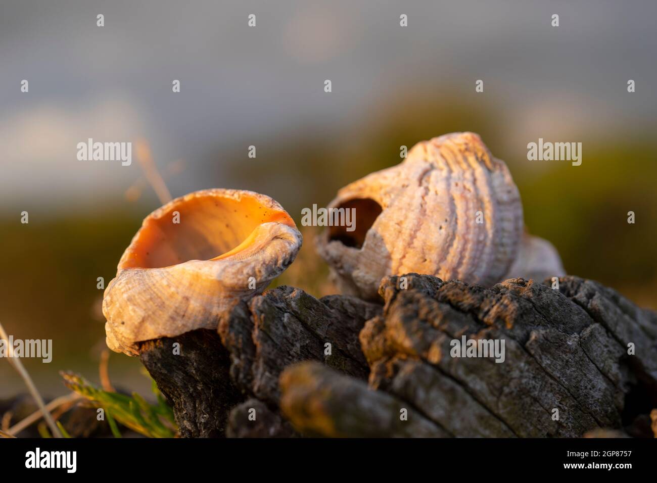 Still life with seashells on a blurry background Stock Photo - Alamy