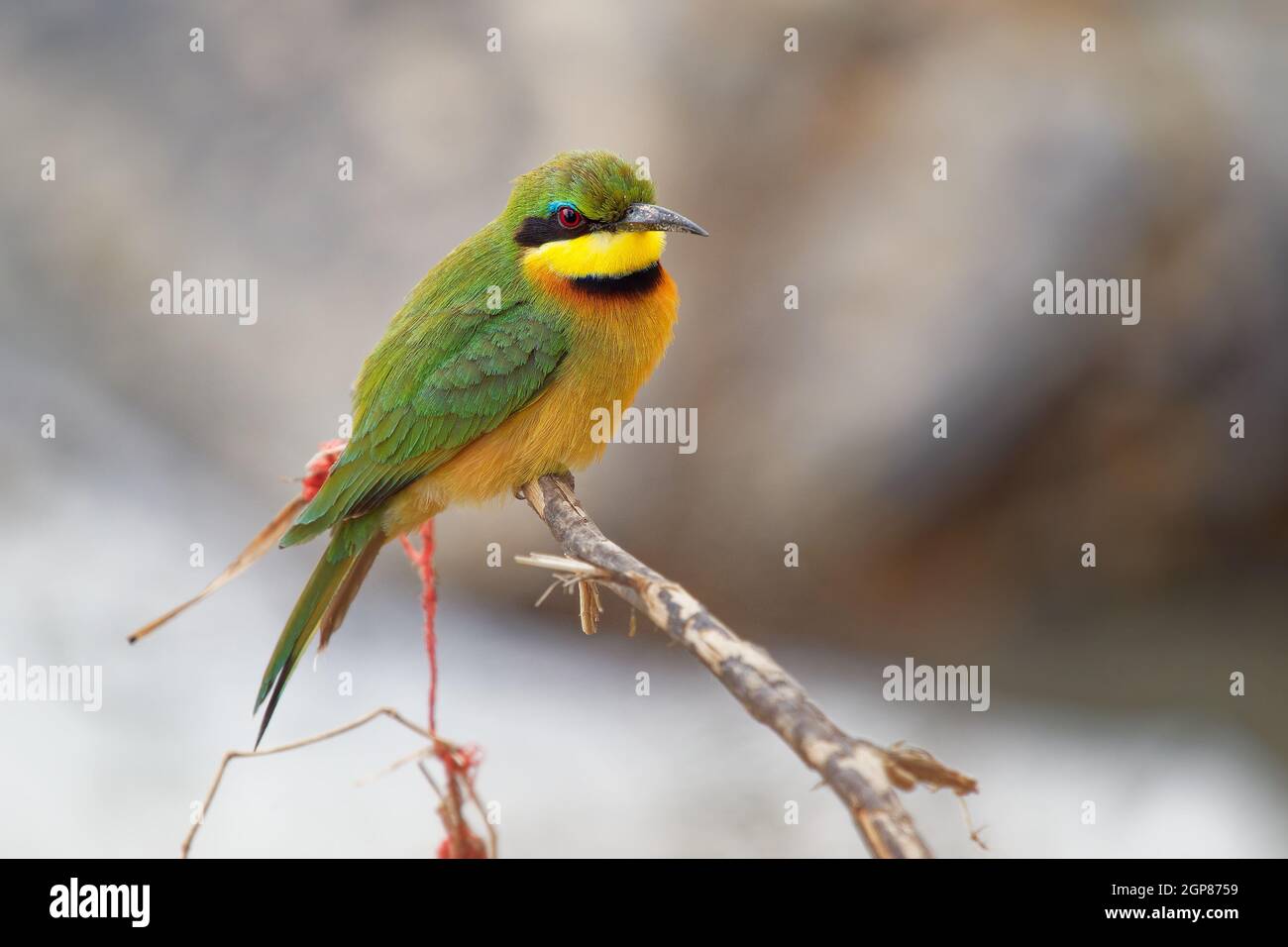 Little Bee-eater - Merops pusillus a near passerine green and yellow ...