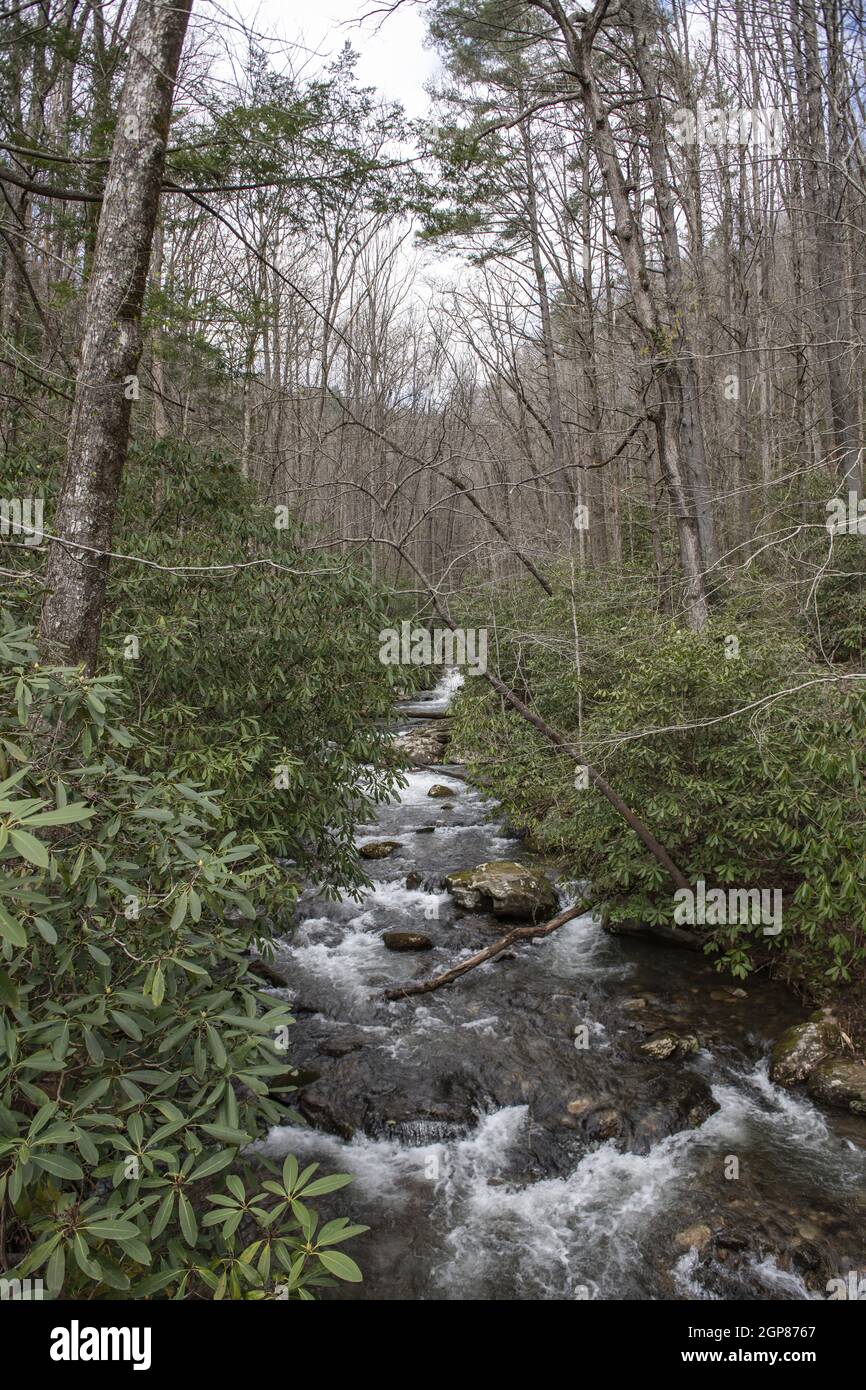 River water flowing through the forest with high trees on a gloomy day ...