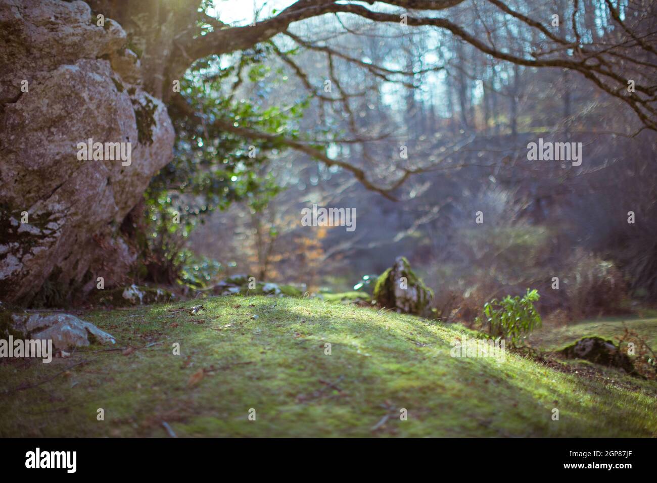 Beautiful sun-drenched landscape in a forest with green grass, rocks ...