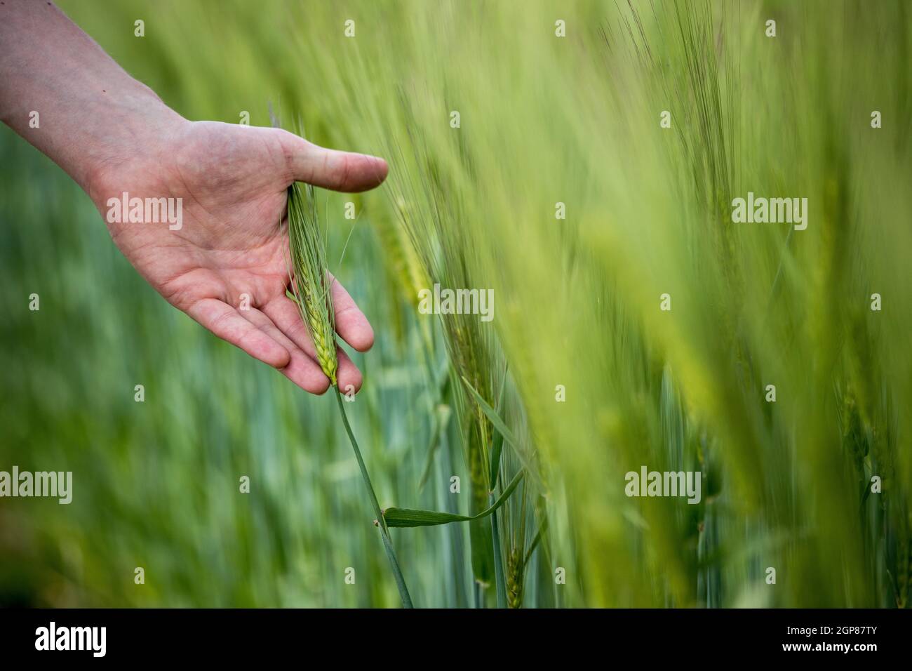 Hand farmer touching ears wheat hi-res stock photography and images - Alamy