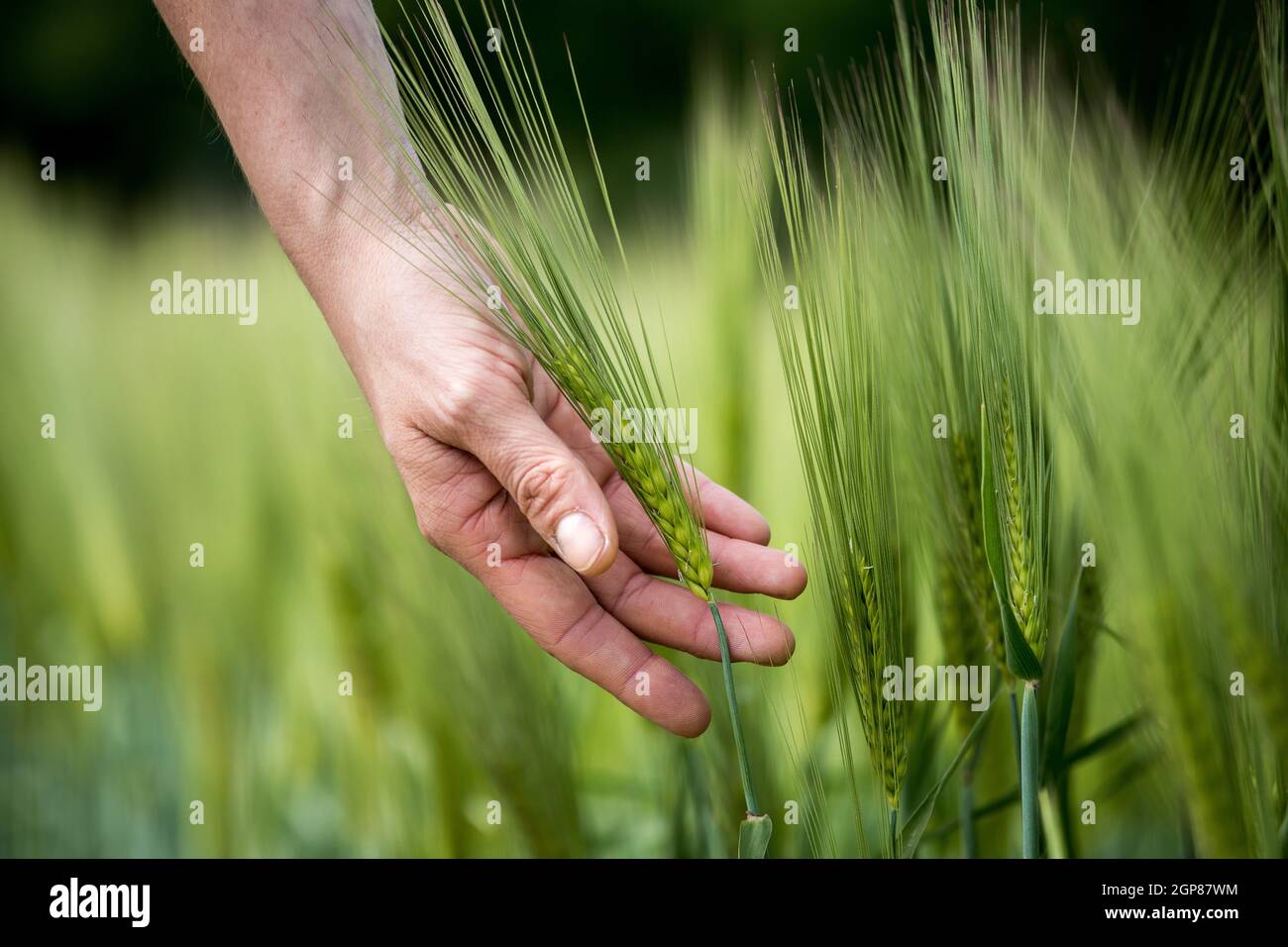 Hand touching wheat hi-res stock photography and images - Alamy