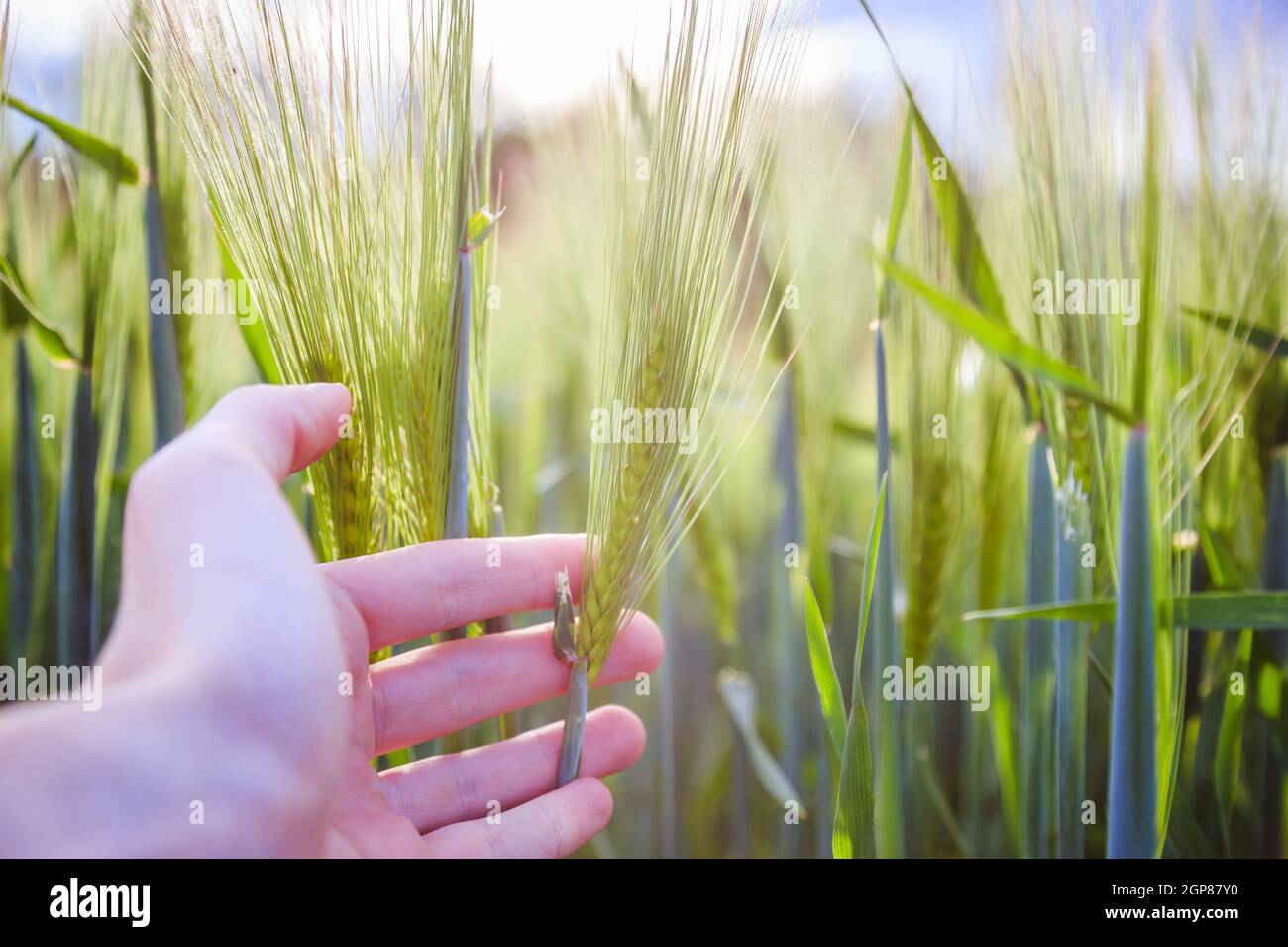 Farmer hand touching wheat fresh green wheat ears. Cornfield in spring ...