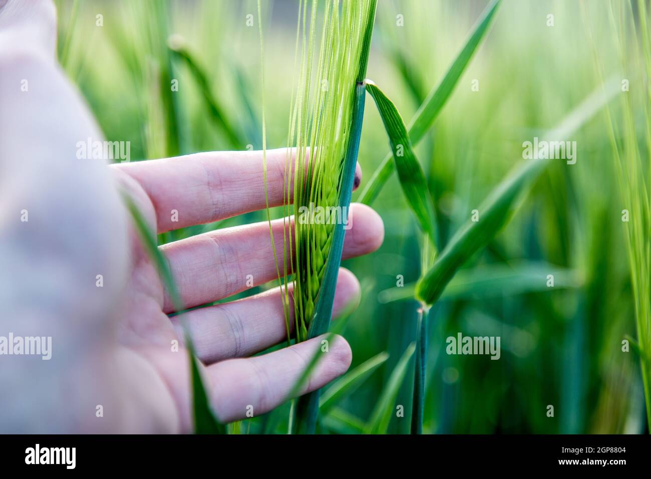 Farmer hand touching wheat fresh green wheat ears. Cornfield in spring ...