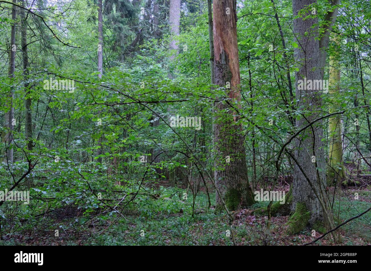 Summertime deciduous primeval tree stand with old oak and hornbeam tree ...