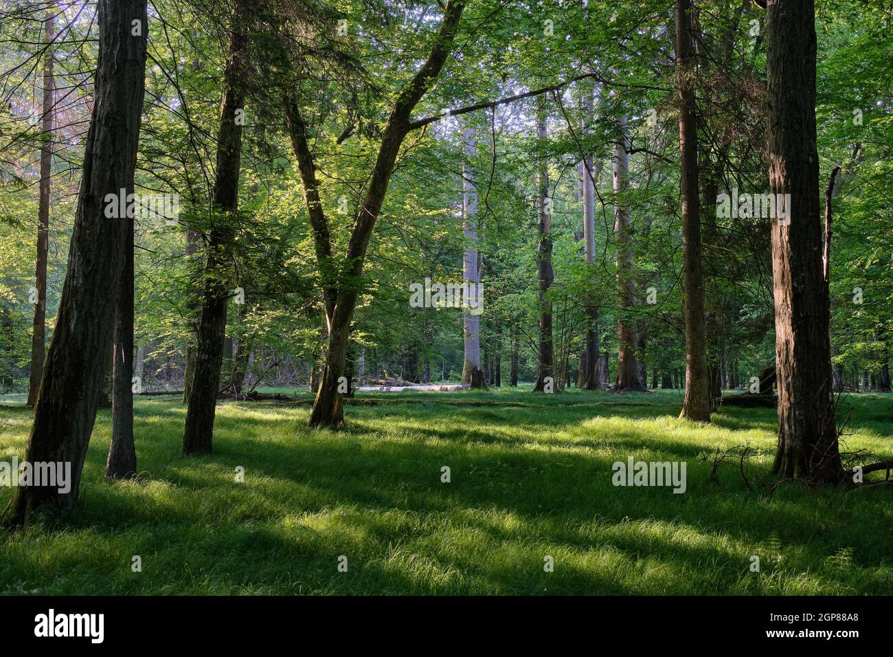 Light entering rich deciduous forest in morning with old oak tree in ...