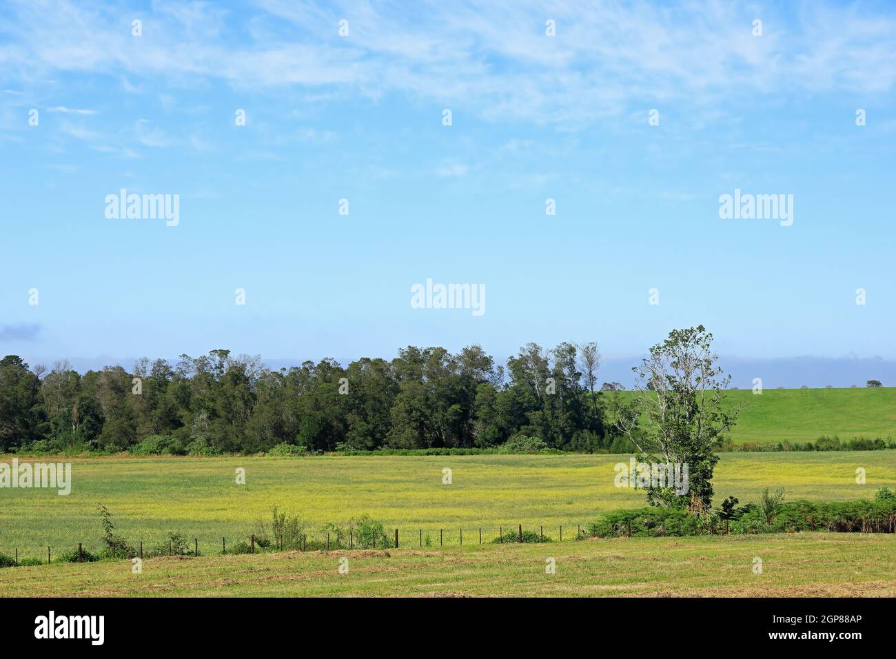 Rural farm landscape with lush green fields under irrigation, South ...