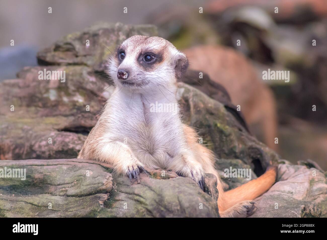 Cute meerkat suricata looking with curiousness on tree. Close-up Animal ...