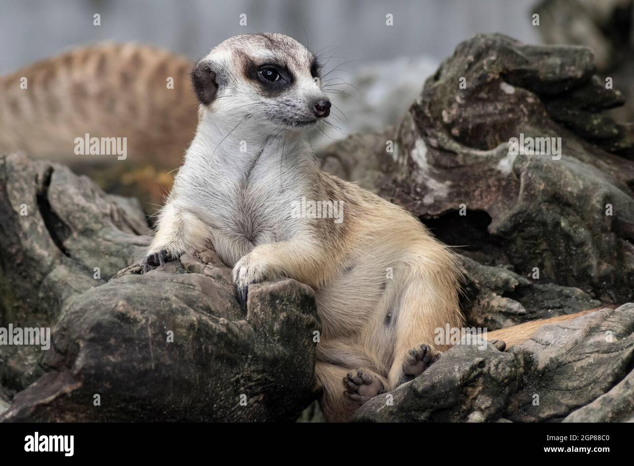 Close up cute relax meerkat (suricatta) that small animal lying or sit ...