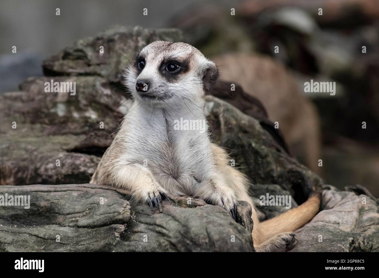 Close up cute relax meerkat (suricatta) that small animal lying or sit ...