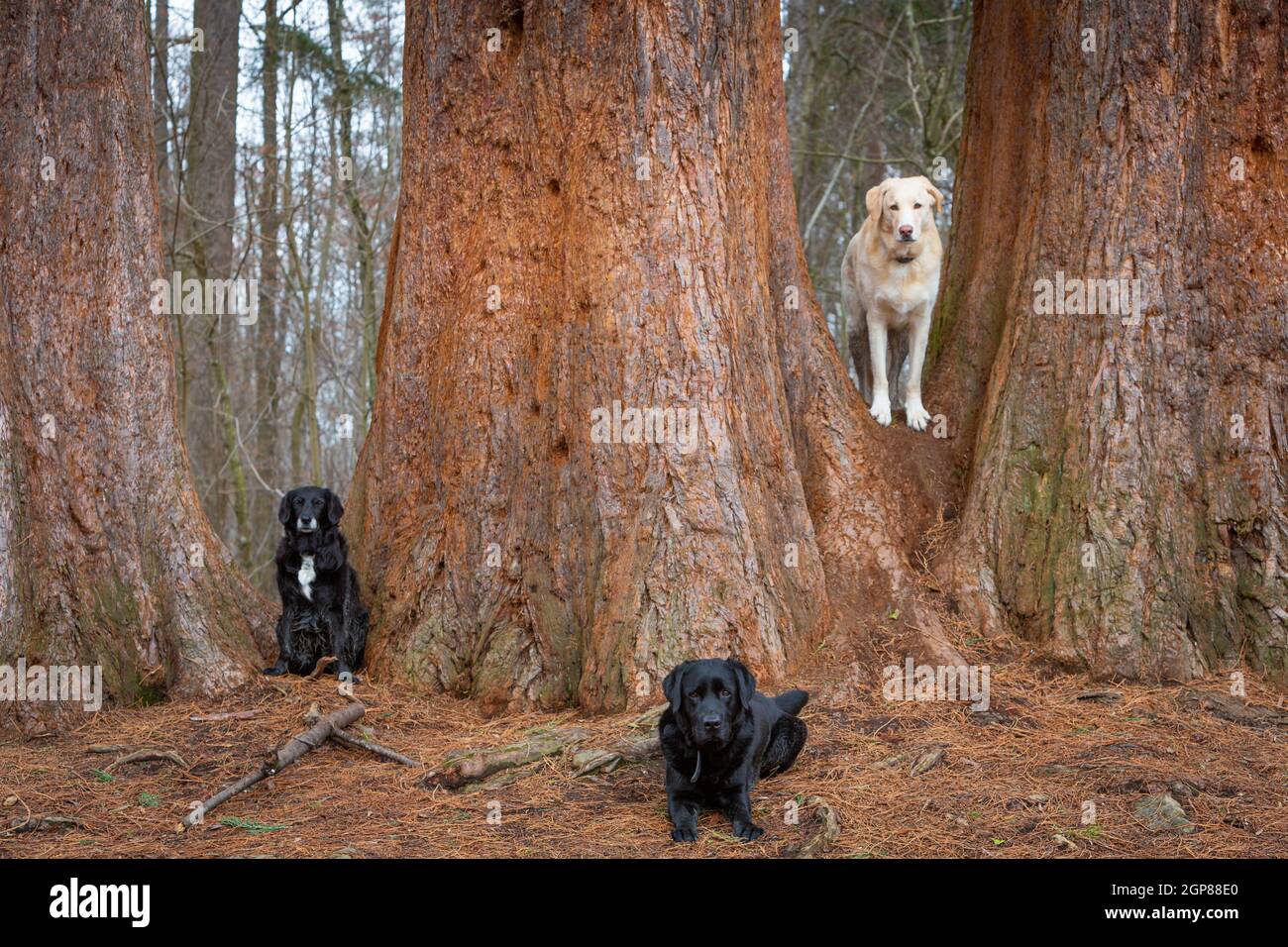 Redwoodtree hi-res stock photography and images - Alamy