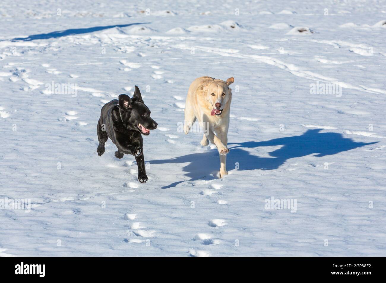 two dogs haveing fun in running through the snow Stock Photo - Alamy