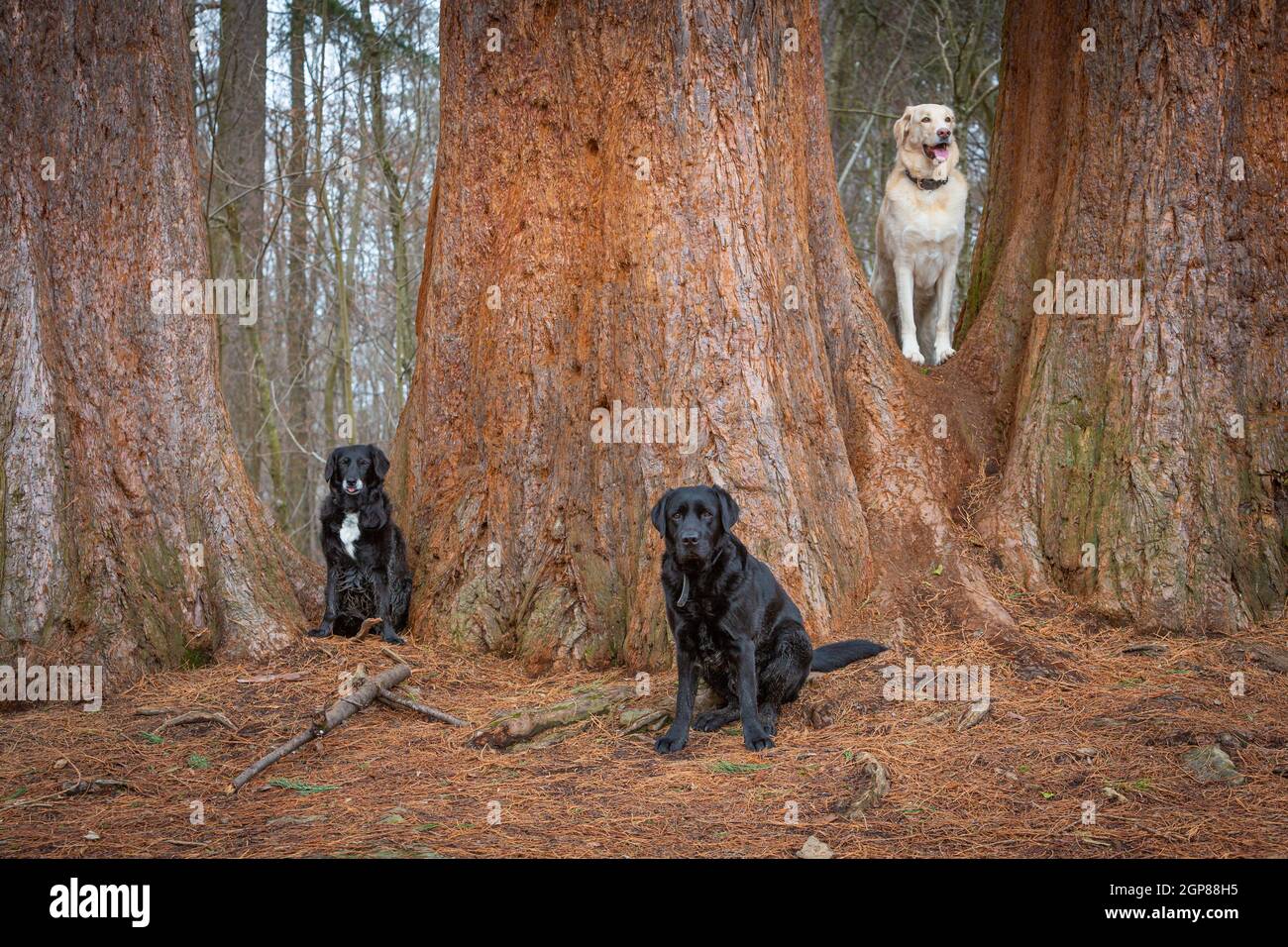 Redwoodtree hi-res stock photography and images - Alamy