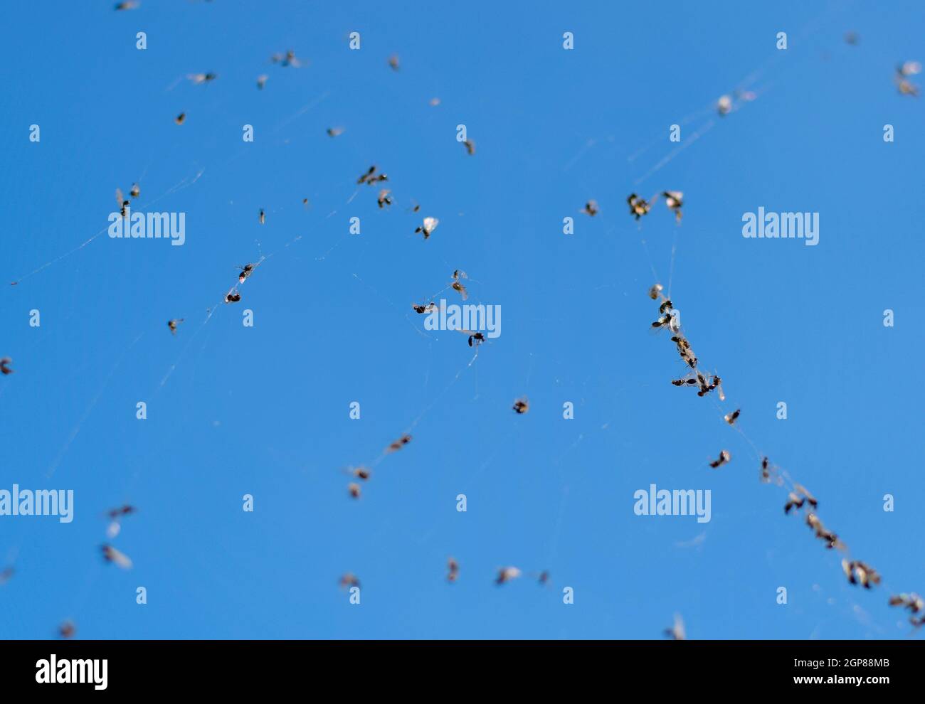 Winged ants in the web. Caught by a cobweb of ants Stock Photo - Alamy