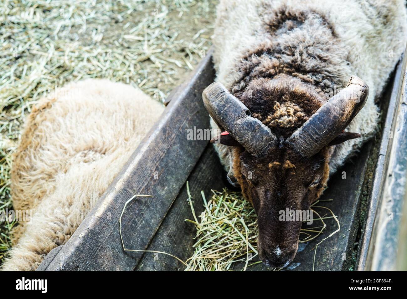 Image of sheep (sheep). Shooting Location: Yokohama-city kanagawa ...