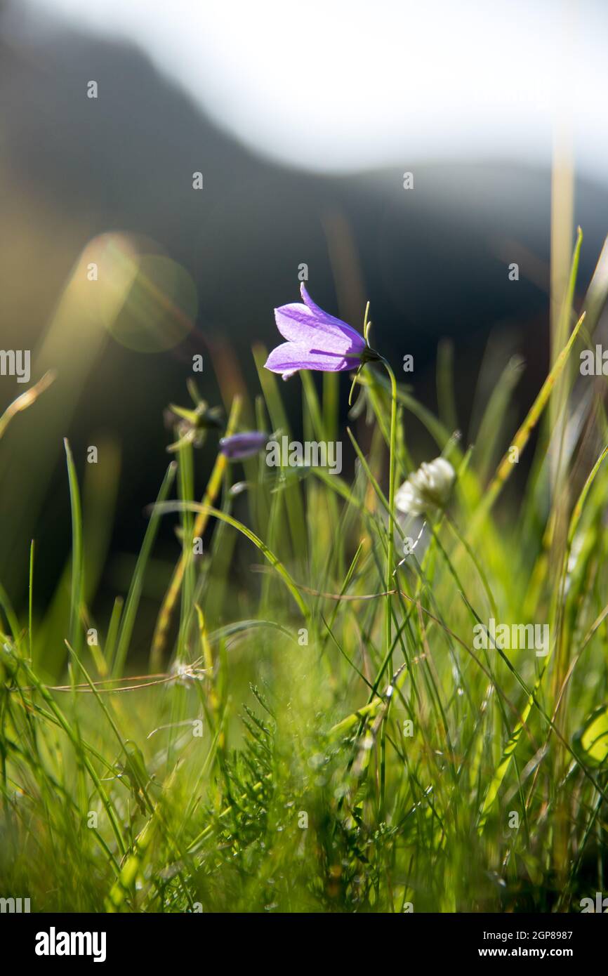 Colorful wildflowers in spring, close up picture Stock Photo - Alamy