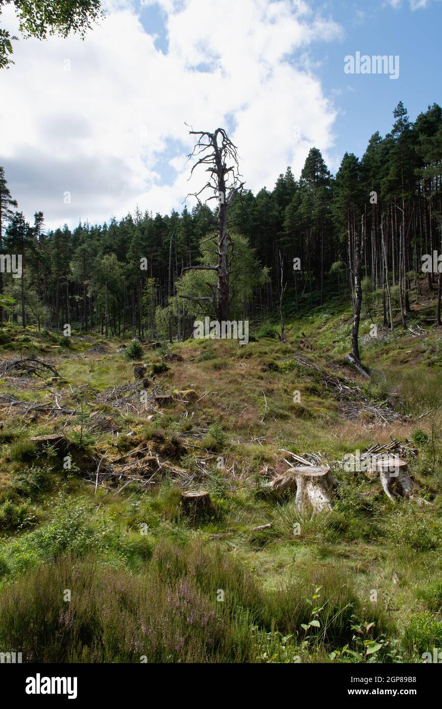 Tay Forest Park in Scotland. Woodlands scene. Vertical image ...
