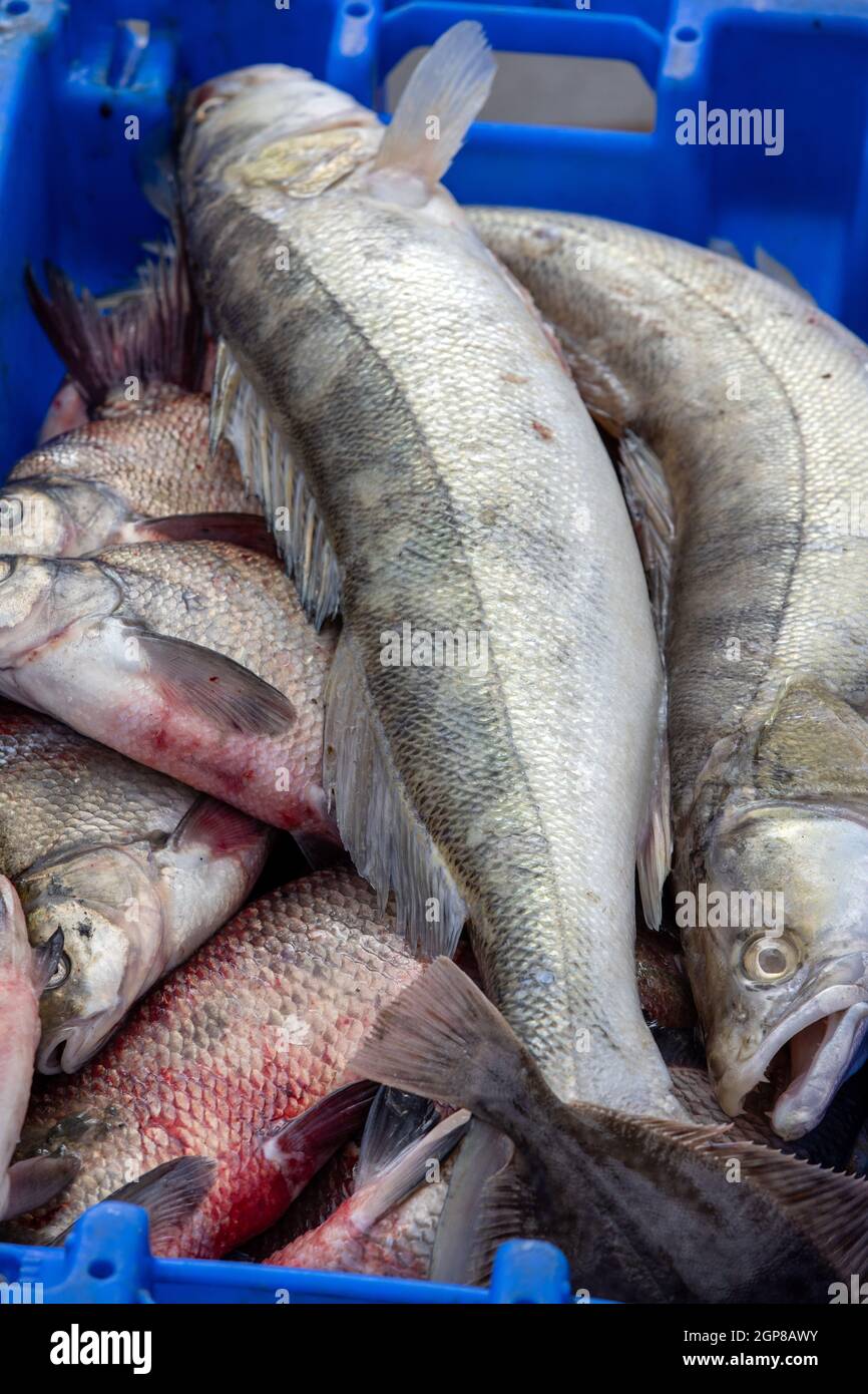 fresh fish sold straight from the fishing boat in the port Stock Photo ...