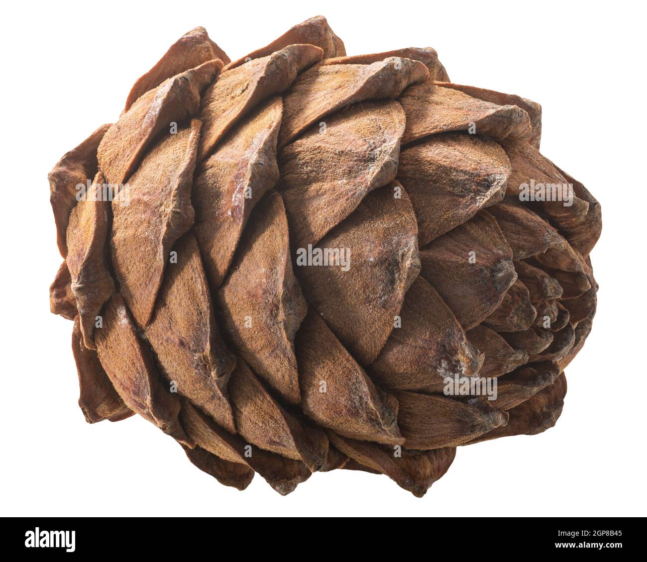 Ripe Pine cone (Pinus sibirica), a source of pignoli nuts, isolated ...