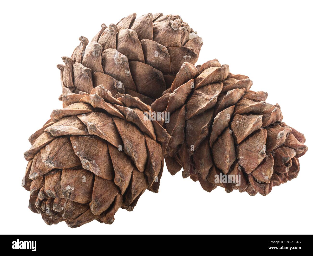 Ripe Pine cones (Pinus sibirica), a source of pignoli nuts, isolated ...