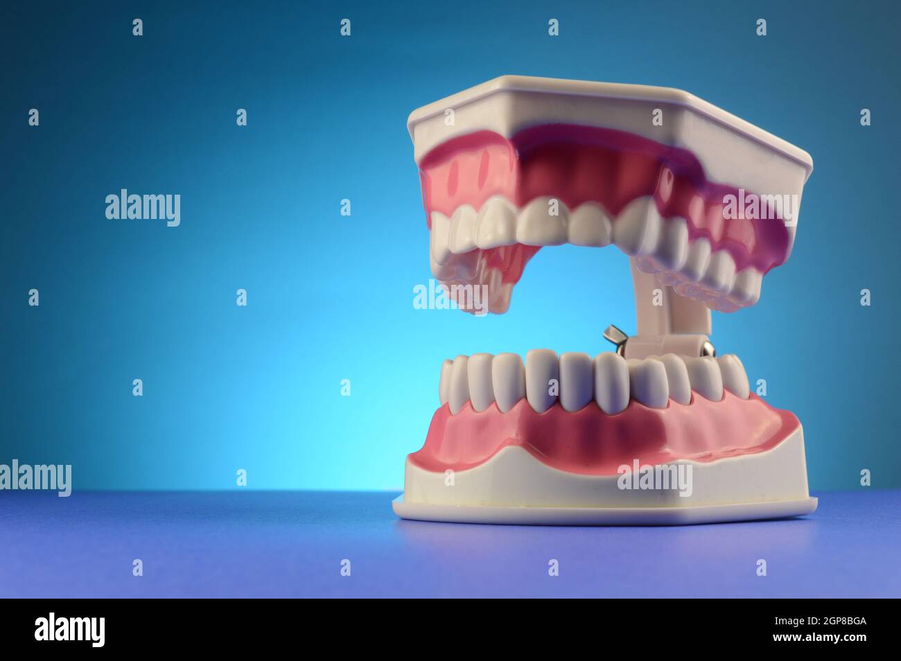 A set of teeth on display for dental purposes with copyspace for your ...