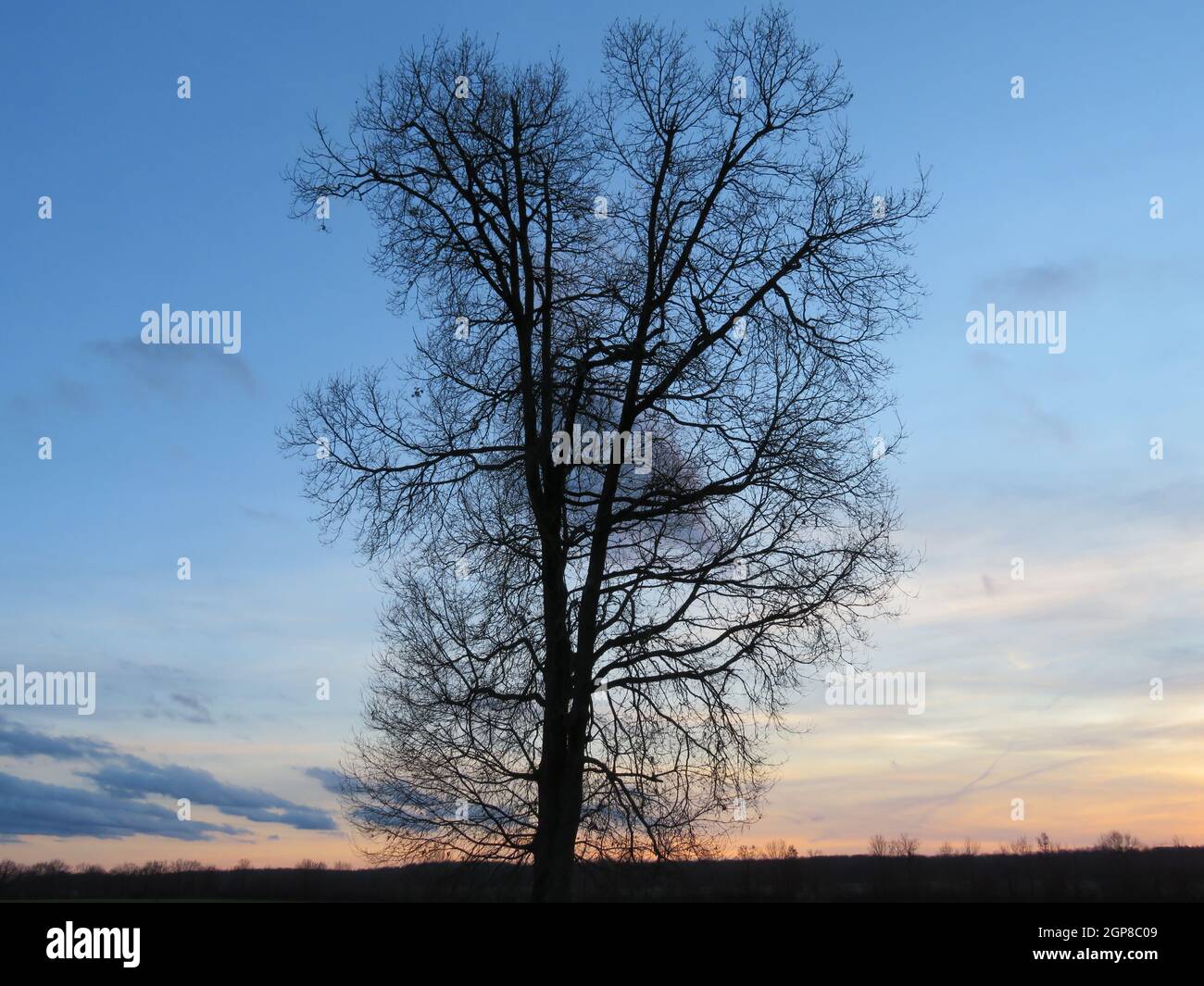 big tree against light huge natural massive autumn Stock Photo - Alamy