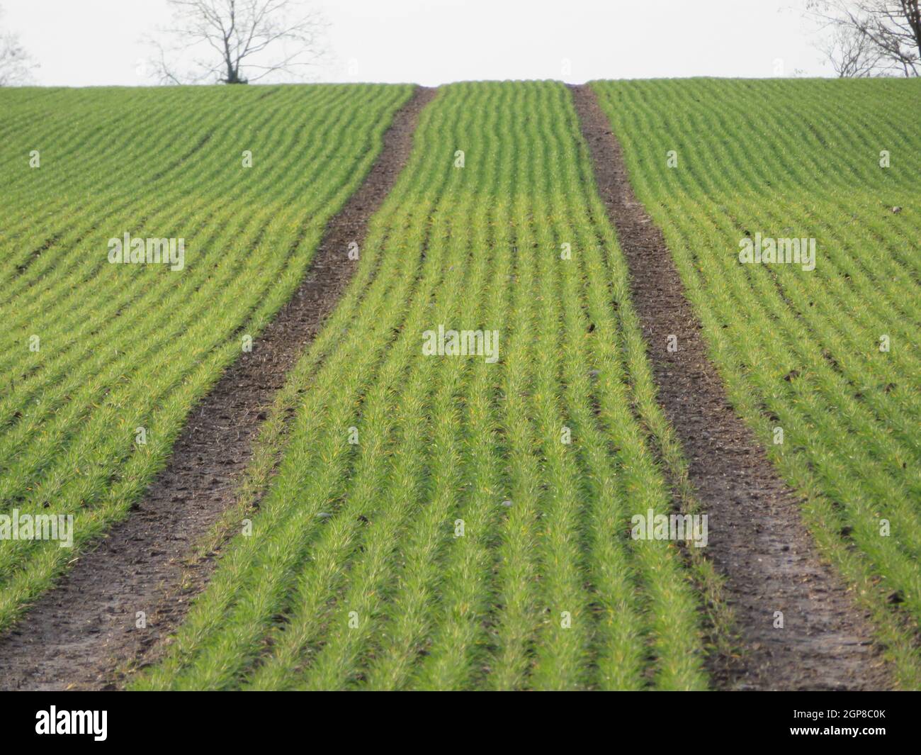 beautiful natural plantation aligned field organized green Stock Photo ...