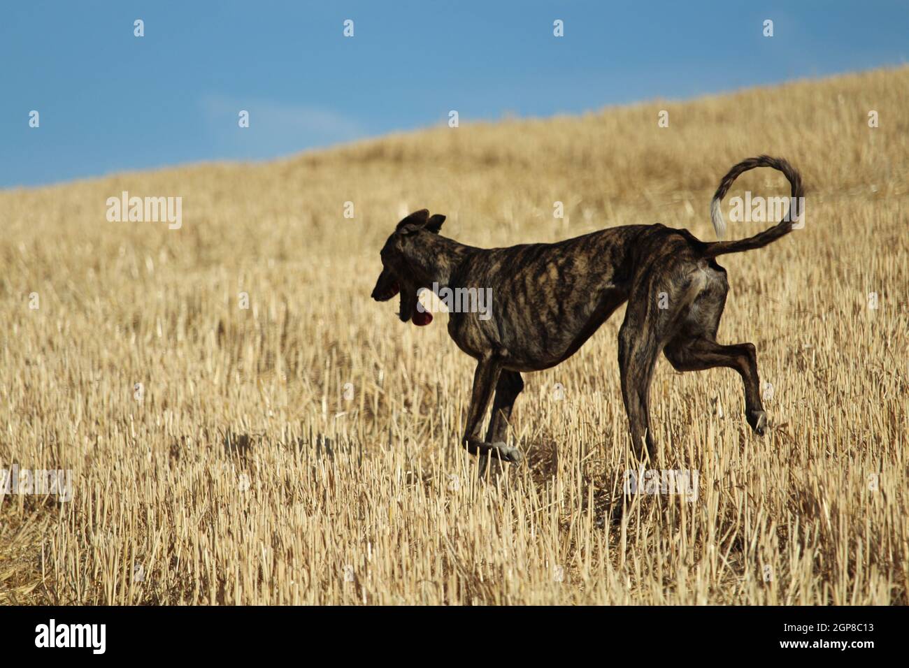 Spanish greyhound in mechanical hare race in the countryside Stock ...