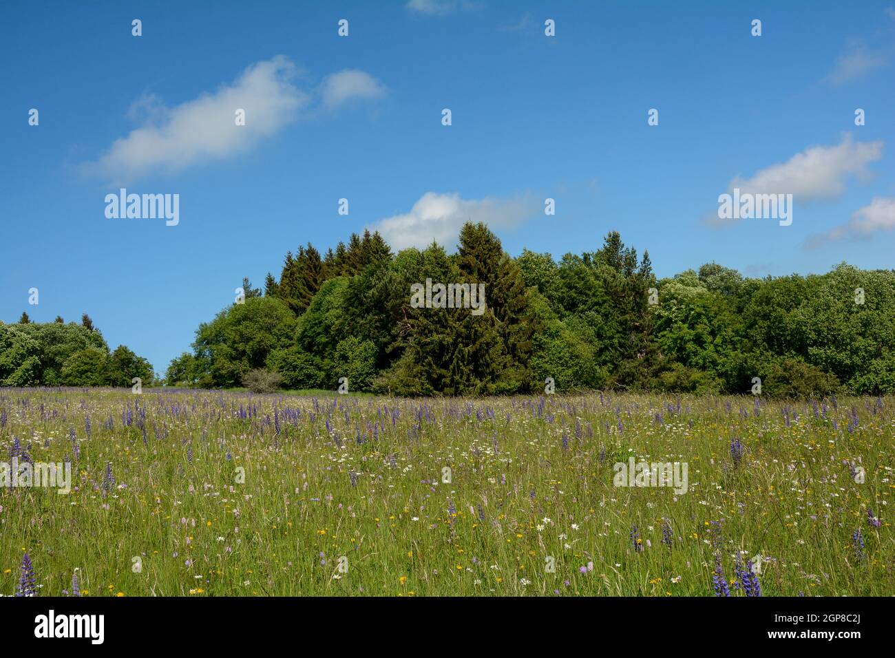 A meadow with lupine flowers at the edge of the forest in the high Rhön ...