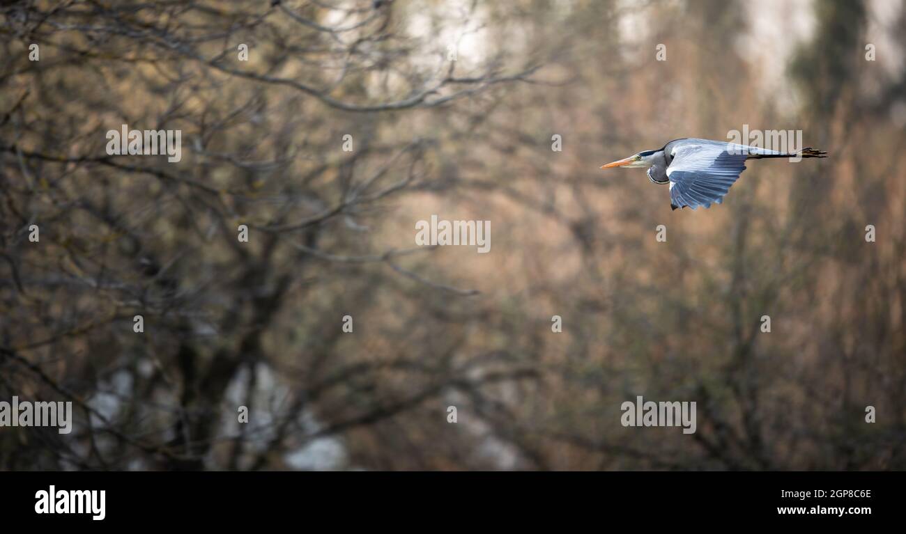 Grey Heron Ardea Cinerea In Flight In Lovely Evening Light Wildlife