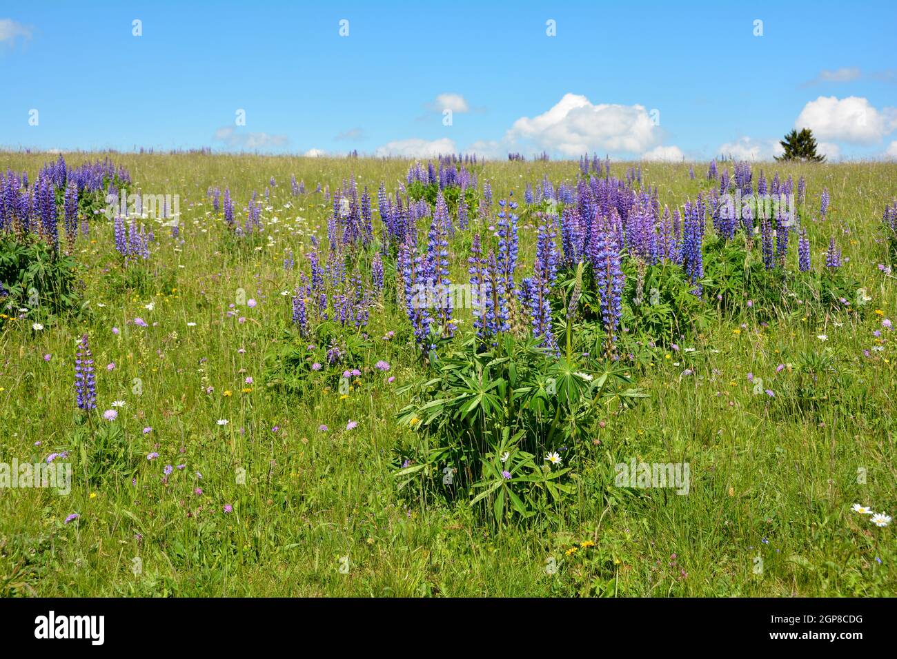 Flower meadow with lots of purple lupins and blue sky in the high Rhoen ...