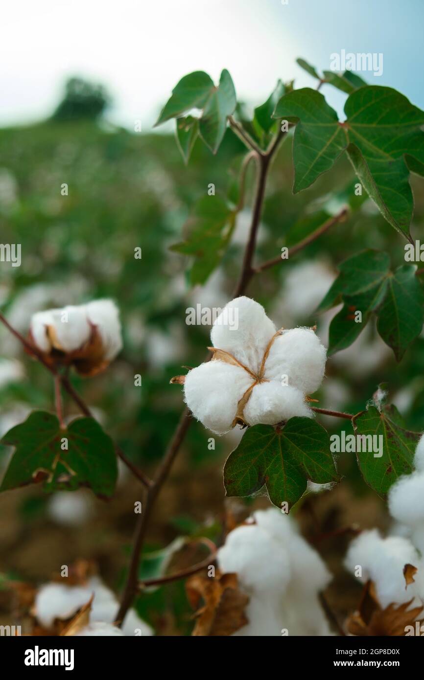 Cotton plant ready to harvest Stock Photo - Alamy