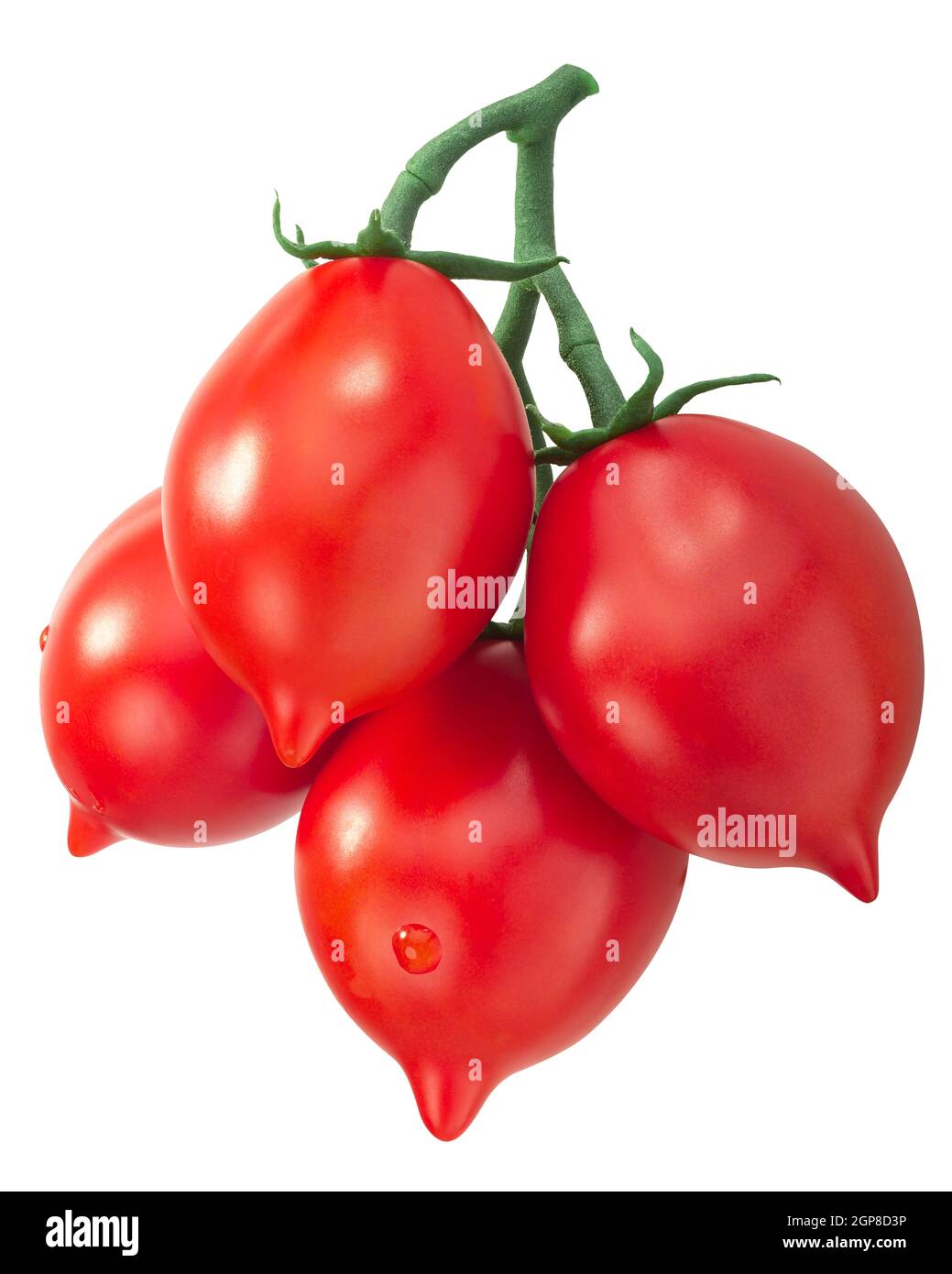 Piennolo del Vesuvio tomatoes on the vine, an Italian heirlooms ...