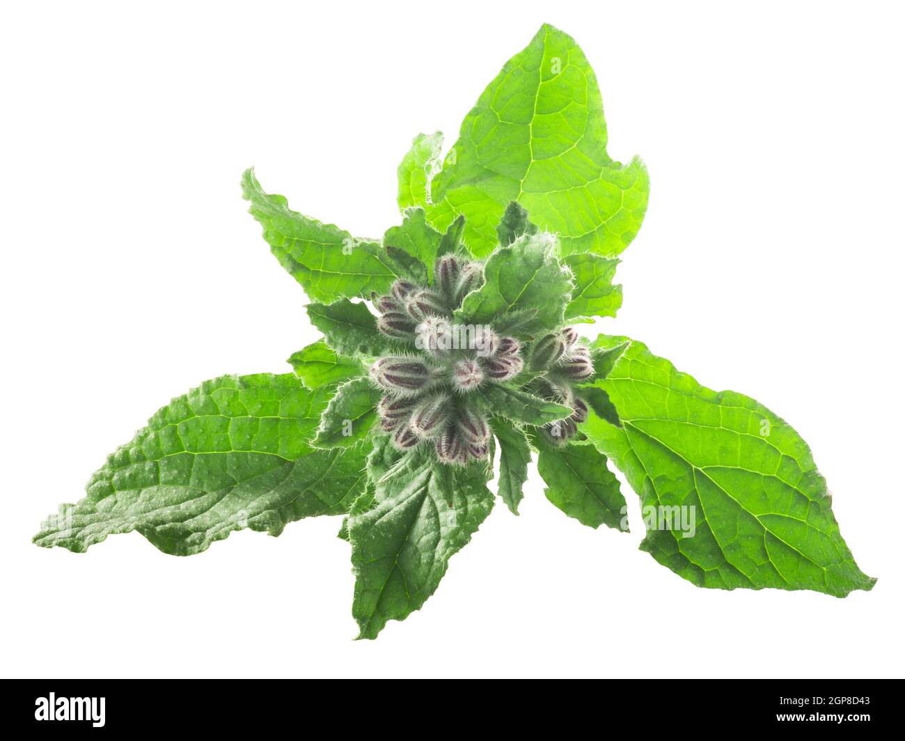 Borage (Borago officinalis), leaves w inflorescenses, isolated Stock ...