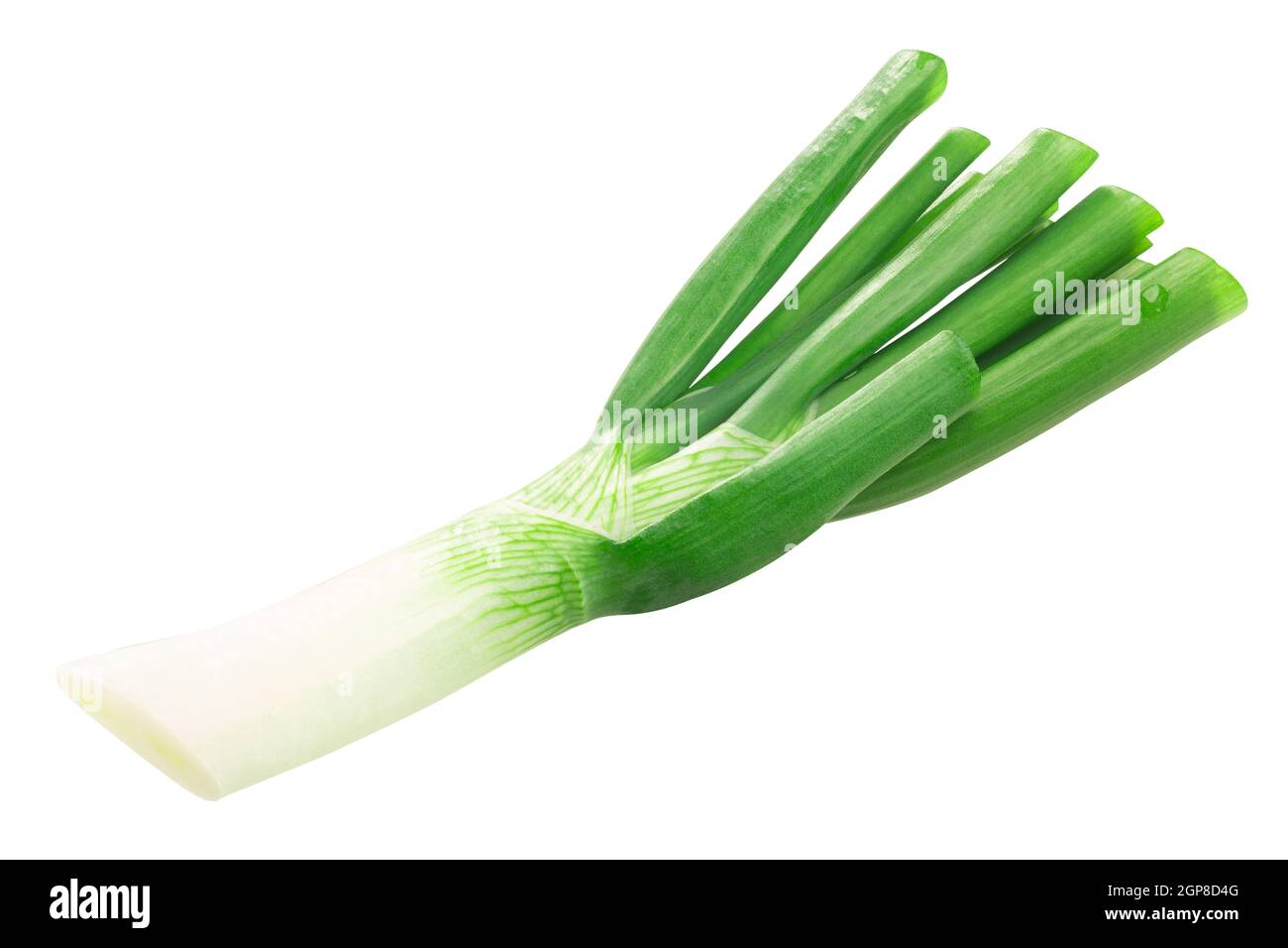 Green leek stalk (Allium cepa) isolated Stock Photo - Alamy