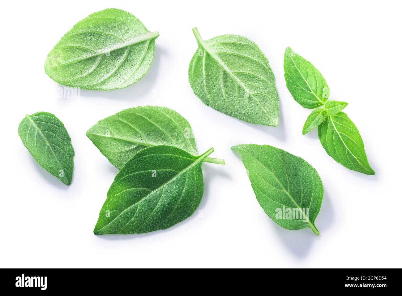Greek or Spicy Globe Basil leaves (Ocimum basilicum), isolated, top ...