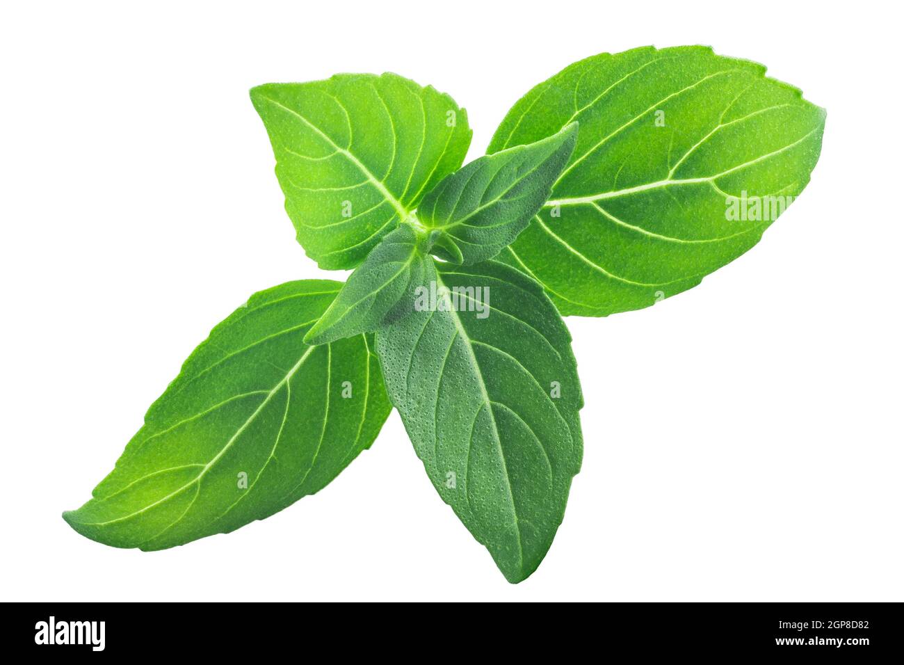 Greek or Spicy Globe Basil leaves (Ocimum basilicum), isolated, top ...
