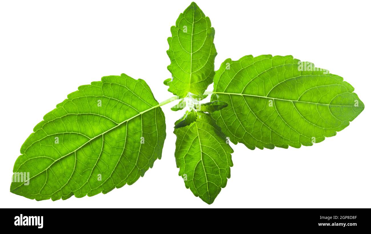 Tulsi Leaves Vector
