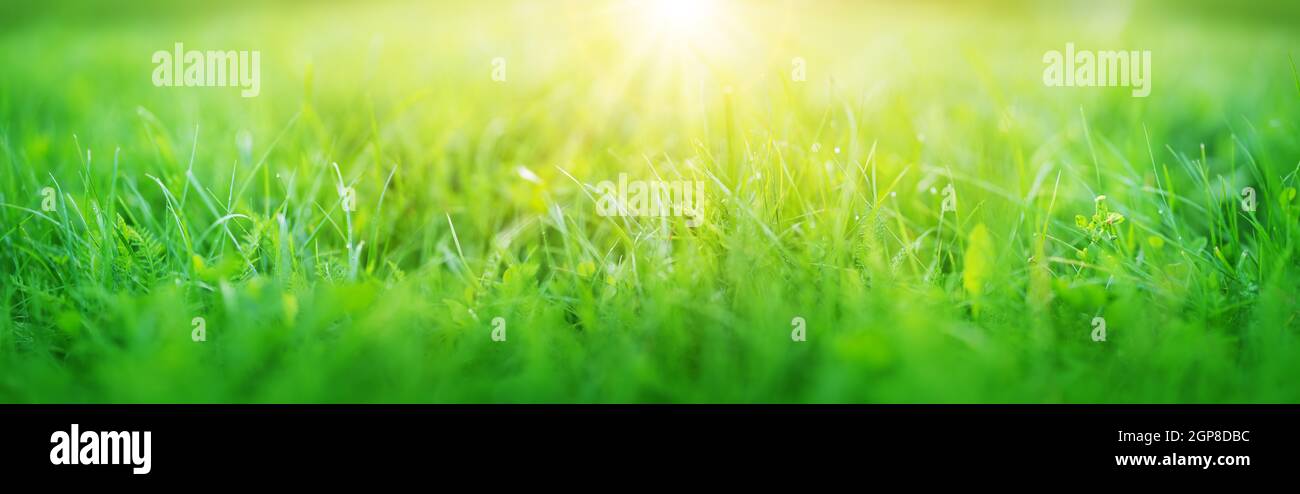 Fresh green grass background in sunny summer day. Lawn in nature ...
