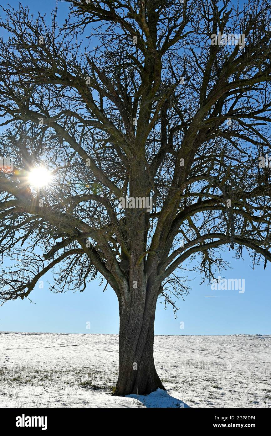 Old pear tree hi-res stock photography and images - Alamy