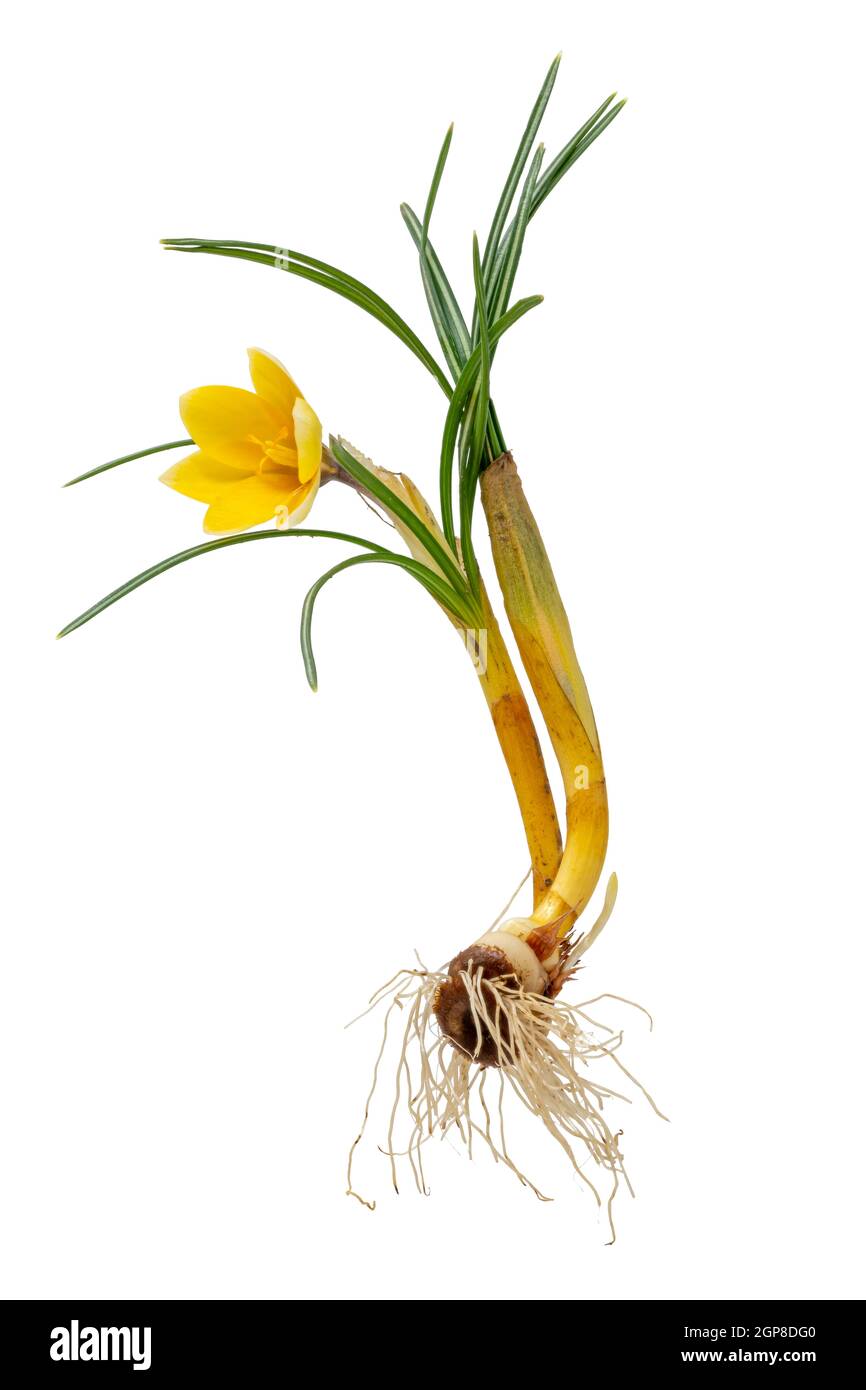 Complete yellow crocus with flower, leaves, roots and onion isolated on ...