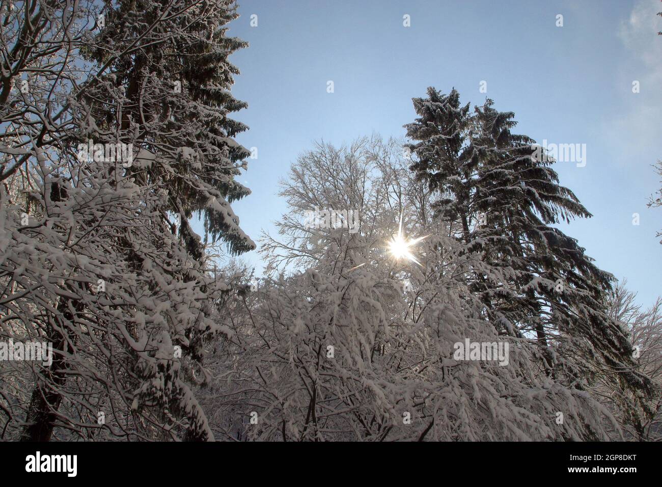 Winter landscape trees under snow Stock Photo - Alamy